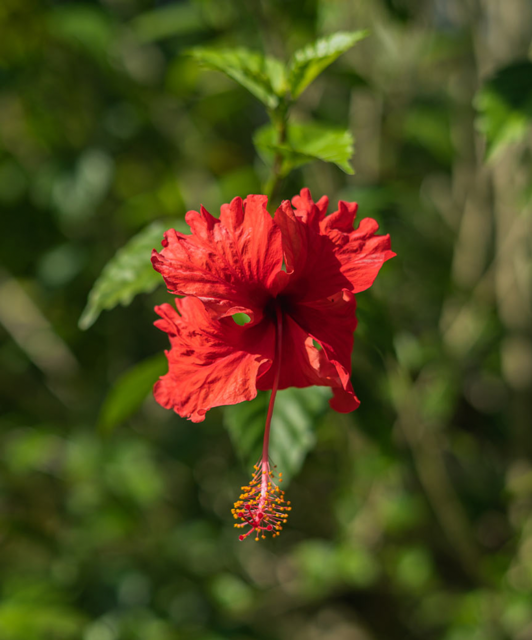 Rainforest Remedies USA